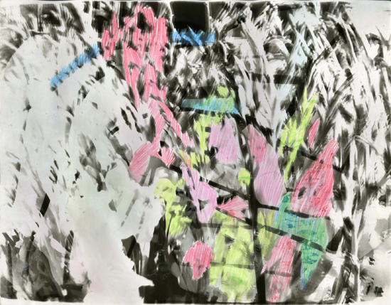 Visual Scientific Poetry: Susan Bee's Photograms - artcritical